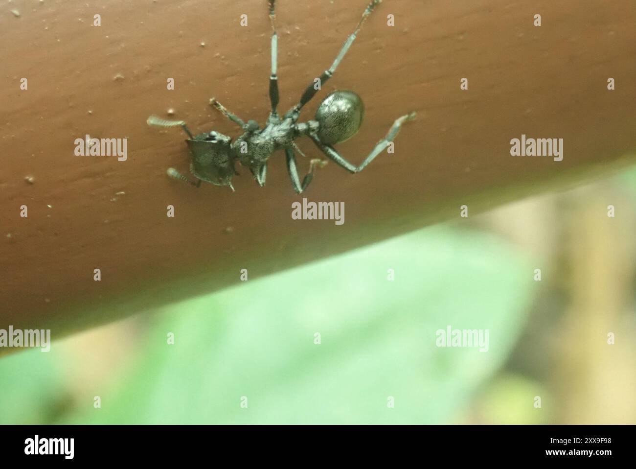 Common Giant Turtle Ant (Cephalotes atratus) Insecta Stock Photo - Alamy