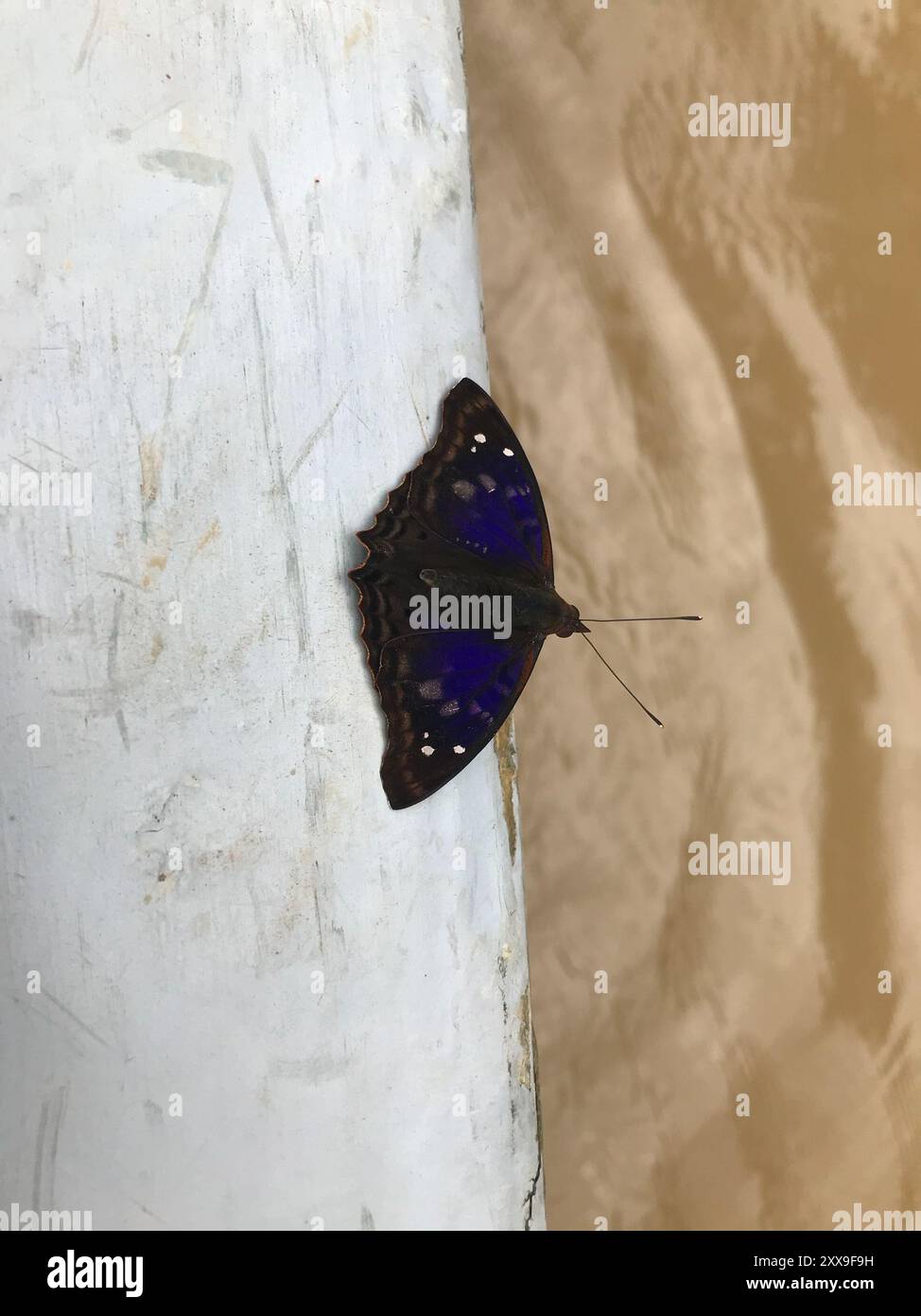 Agathina emperor hi-res stock photography and images - Alamy