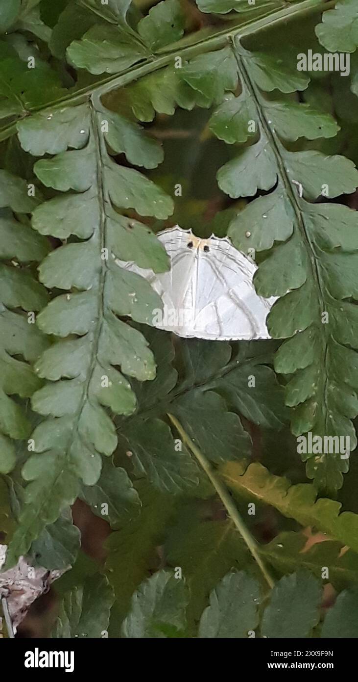 Epiplema hi-res stock photography and images - Alamy