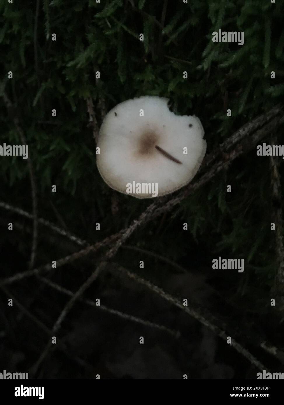 Fragrant Funnel (Clitocybe fragrans) Fungi Stock Photo - Alamy