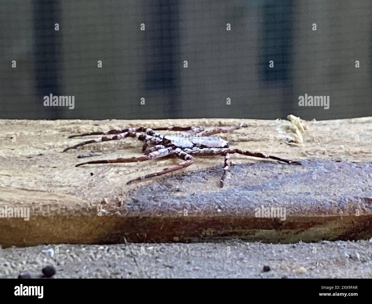 Crescent-eyed Spiders (Selenops) Arachnida Stock Photo - Alamy