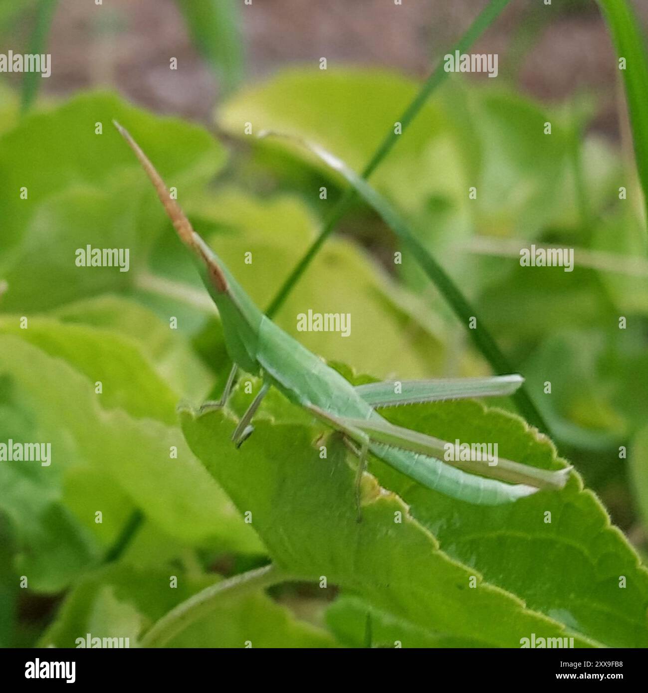 Giant Green Slantface (Acrida conica) Insecta Stock Photo - Alamy
