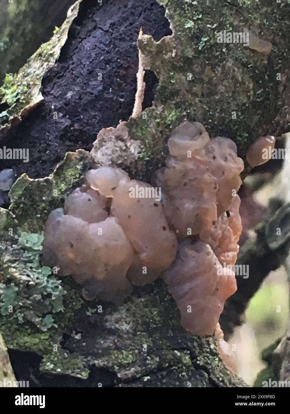 Crystal Brain Fungus (Myxarium nucleatum) Fungi Stock Photo - Alamy