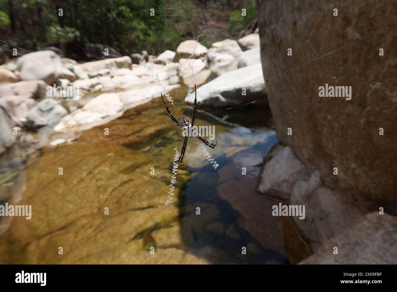 Painted Cross Spider (Argiope picta) Arachnida Stock Photo - Alamy