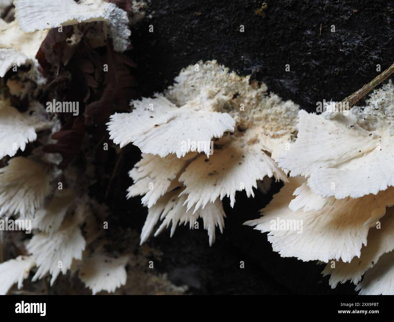shelf fungi (Polyporales) Fungi Stock Photo - Alamy