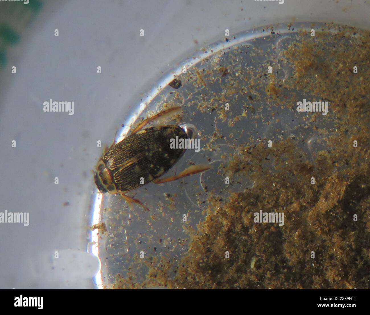 Predaceous Diving Beetles (Dytiscidae) Insecta Stock Photo - Alamy