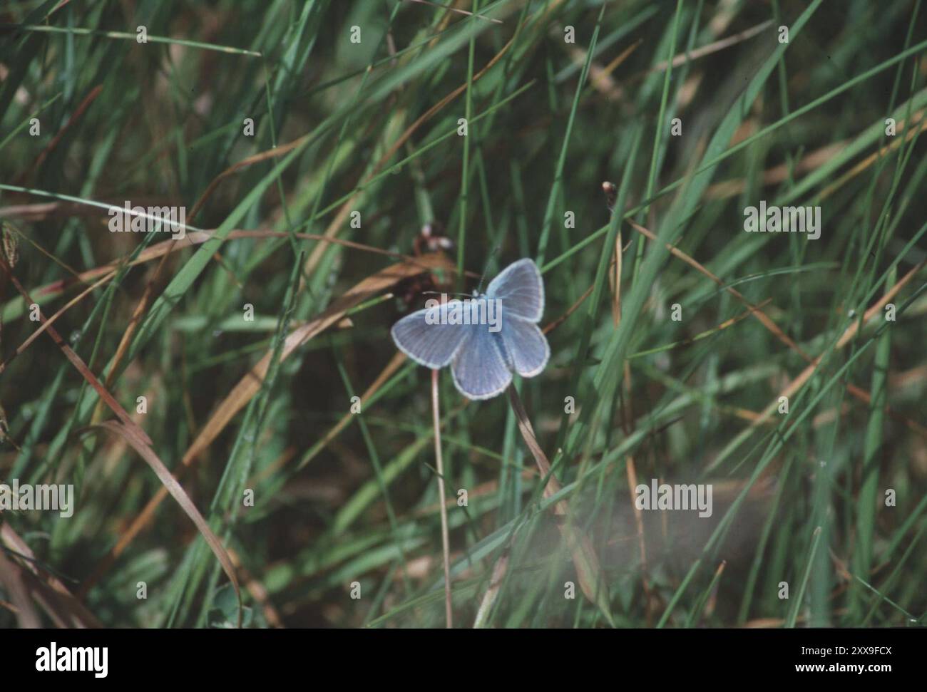Common Blue (Polyommatus icarus) Insecta Stock Photo - Alamy