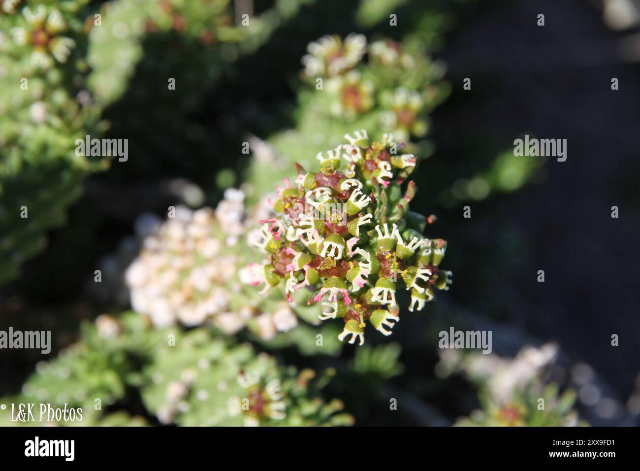 Medusa's-head (Euphorbia caput-medusae) Plantae Stock Photo - Alamy
