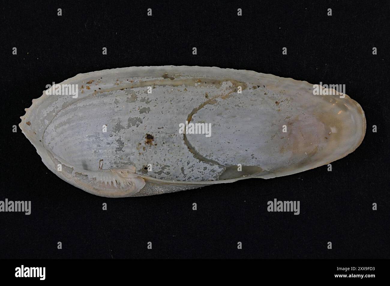 White Piddock (Barnea candida) Mollusca Stock Photo - Alamy