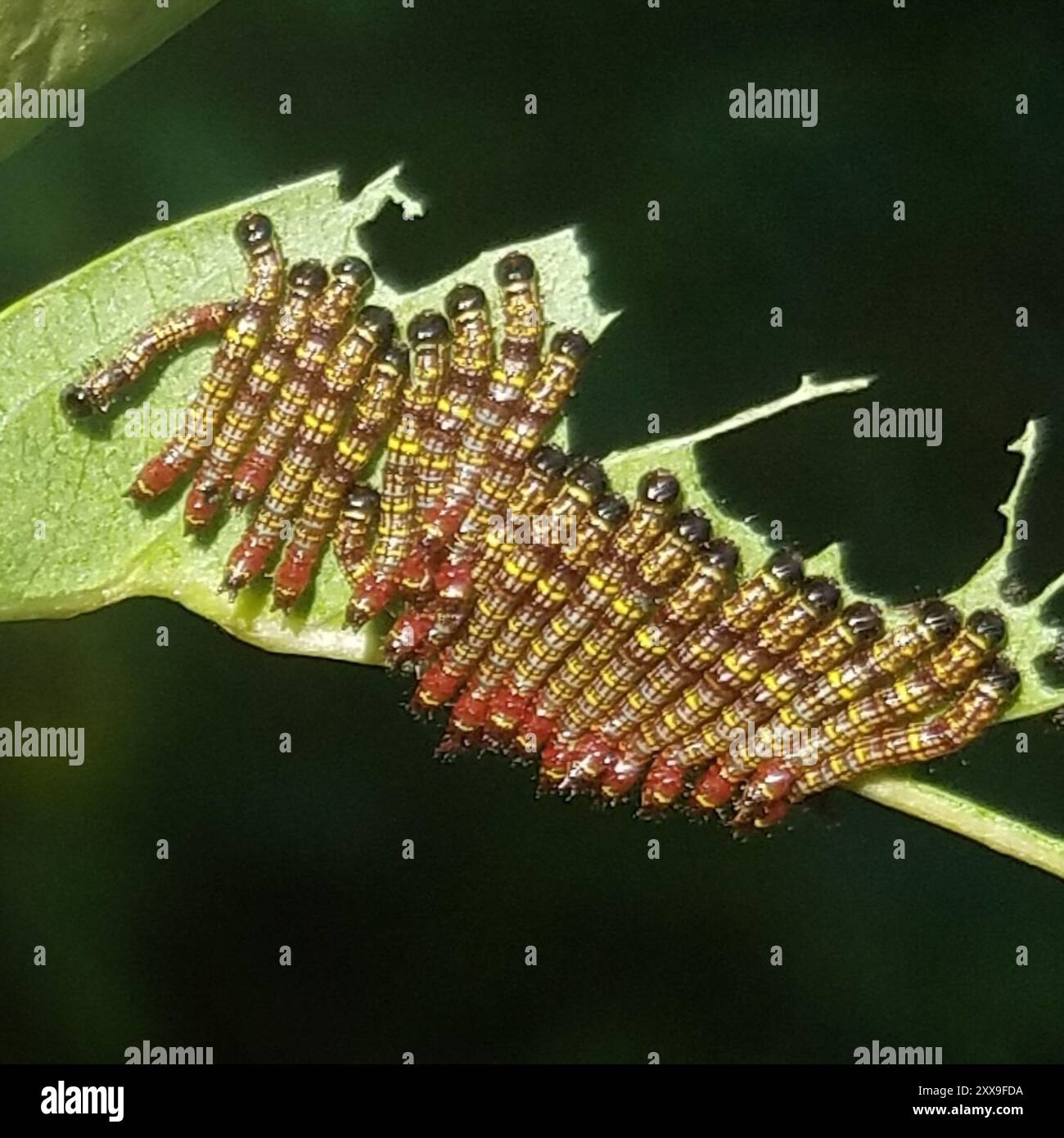 Butterflies (Papilionoidea) Insecta Stock Photo - Alamy