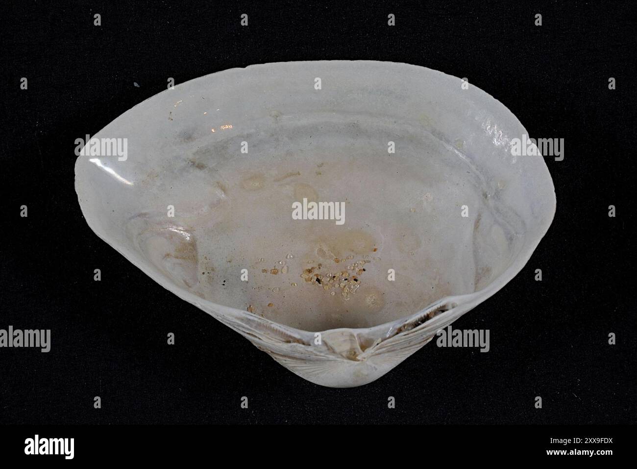 Cut Trough Shell (Spisula subtruncata) Mollusca Stock Photo - Alamy