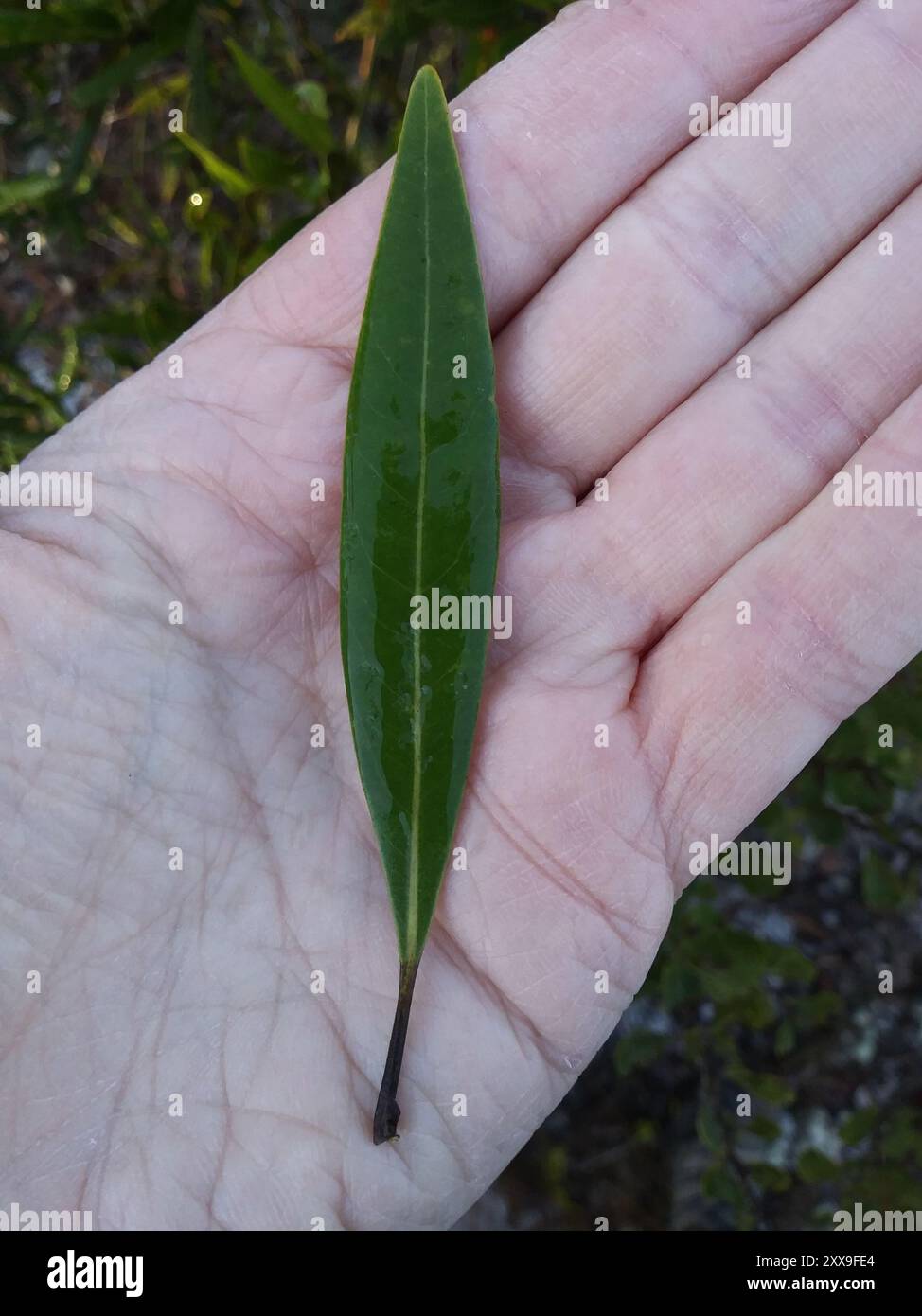 Silk Bay (Persea humilis) Plantae Stock Photo - Alamy