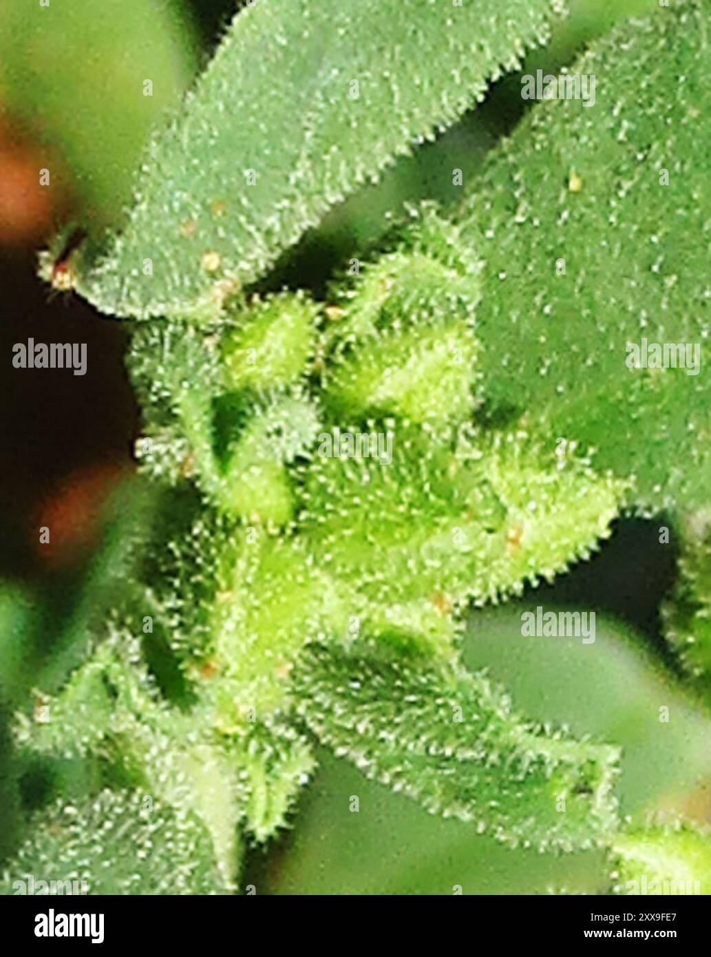 Sticky Lizardfoot (Limeum viscosum) Plantae Stock Photo - Alamy