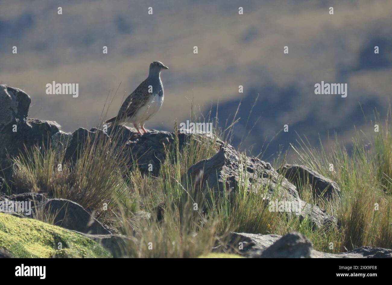 Gray-breasted Seedsnipe (Thinocorus orbignyianus) Aves Stock Photo - Alamy