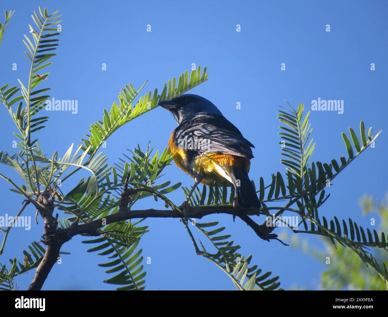 Blue-and-yellow Tanager (Rauenia bonariensis) Aves Stock Photo - Alamy