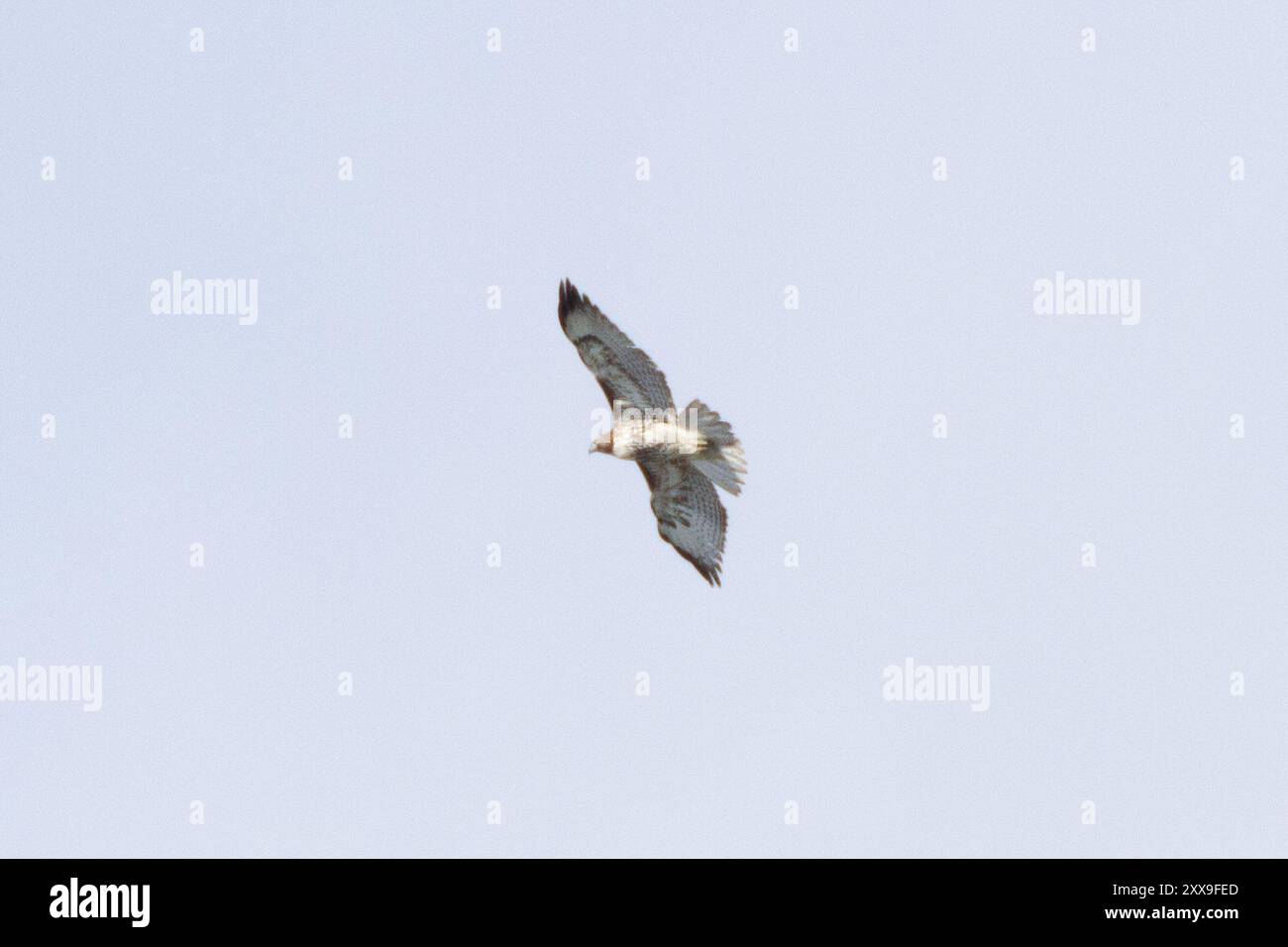 Western Red-tailed Hawk (Buteo jamaicensis calurus) Aves Stock Photo ...
