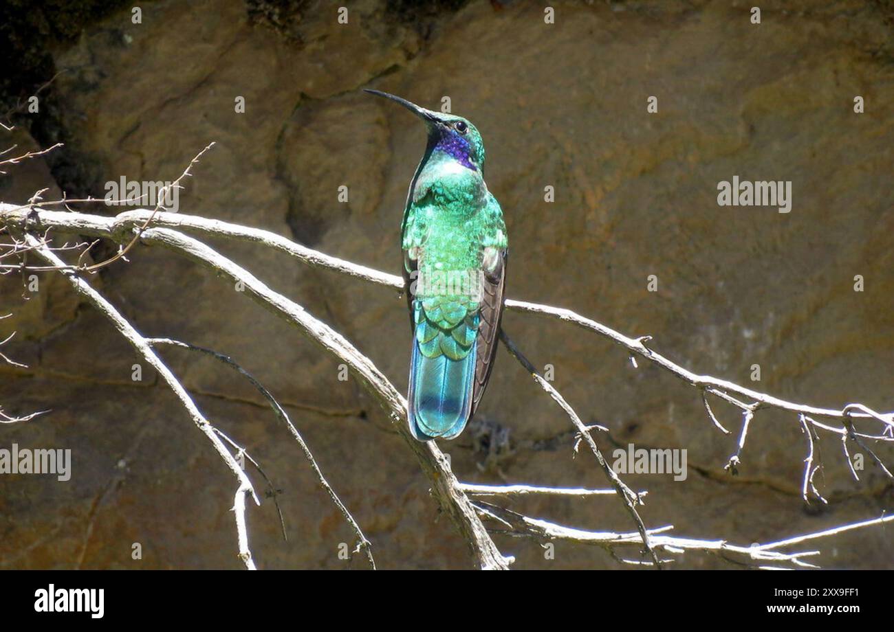 Sparkling Violetear (Colibri coruscans) Aves Stock Photo - Alamy