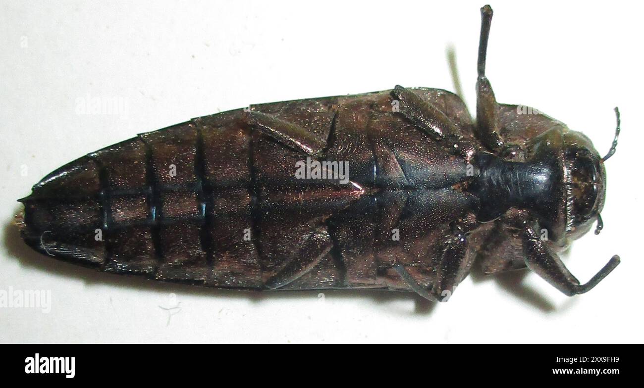 (Belionota championi) Insecta Stock Photo - Alamy