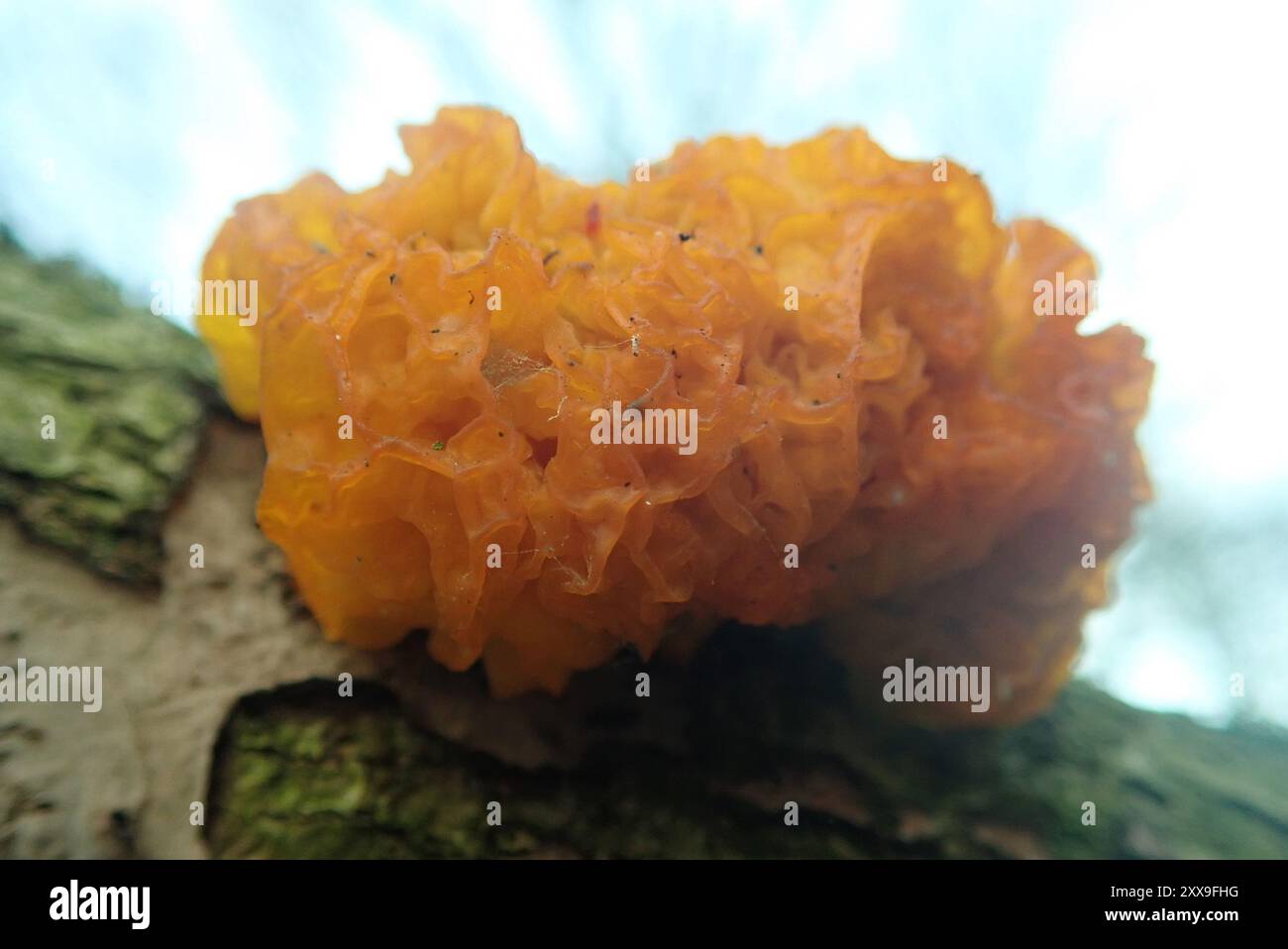 witch's butter (Tremella mesenterica) Fungi Stock Photo - Alamy