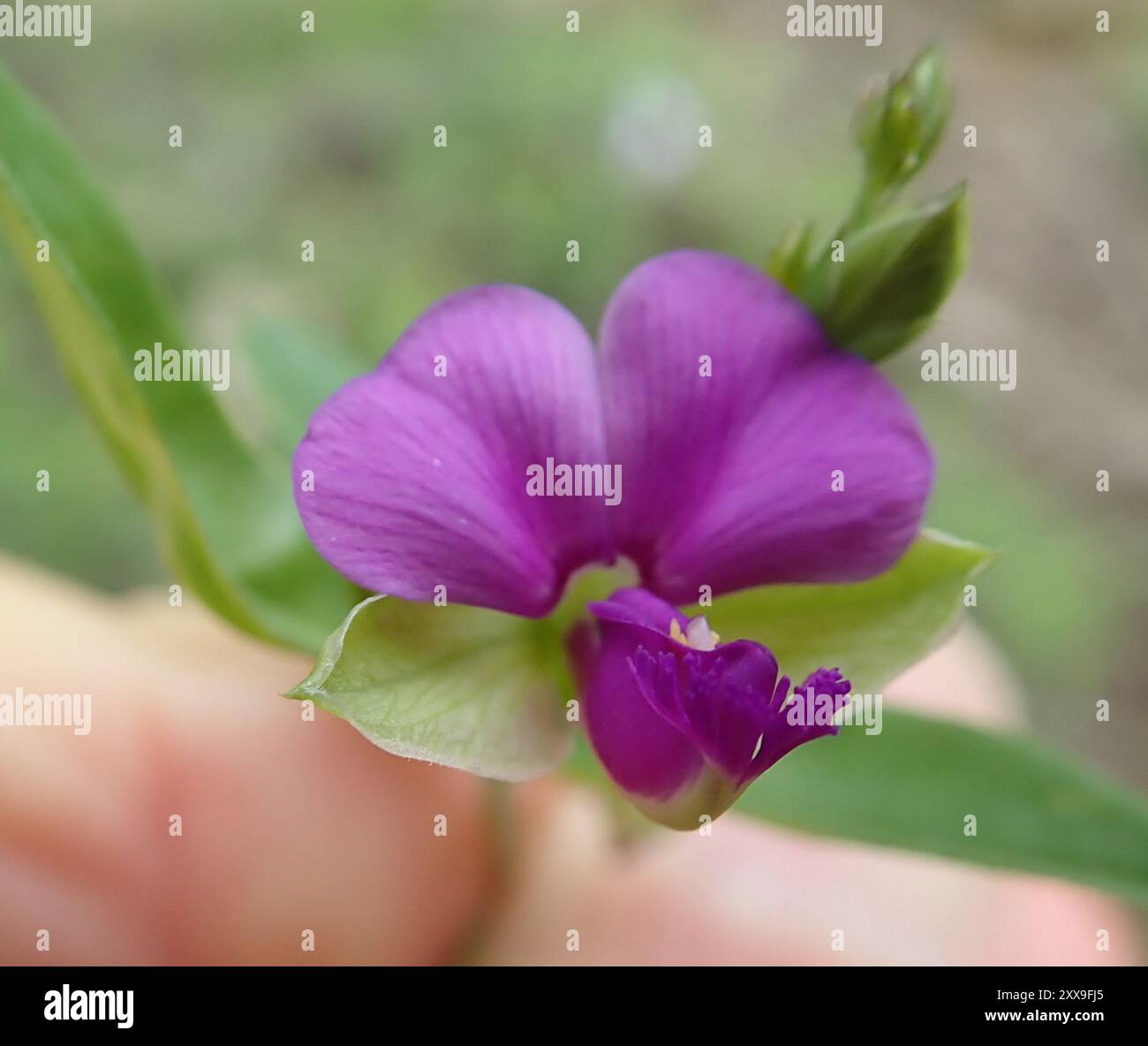 Dwarf Polygala (Polygala amatymbica) Plantae Stock Photo - Alamy
