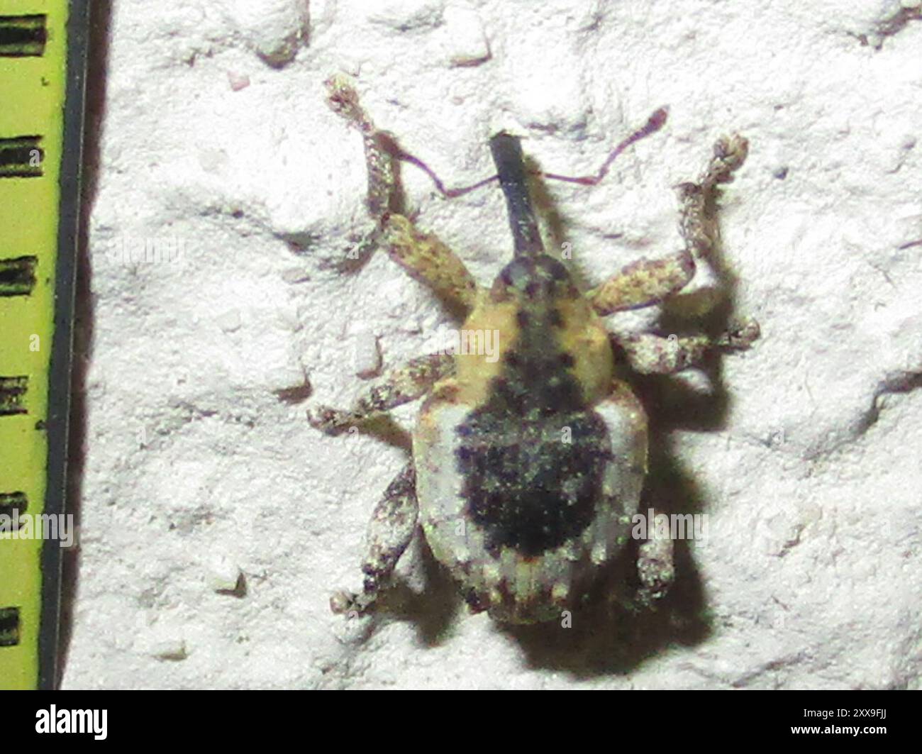 True Weevils (Curculionidae) Insecta Stock Photo - Alamy