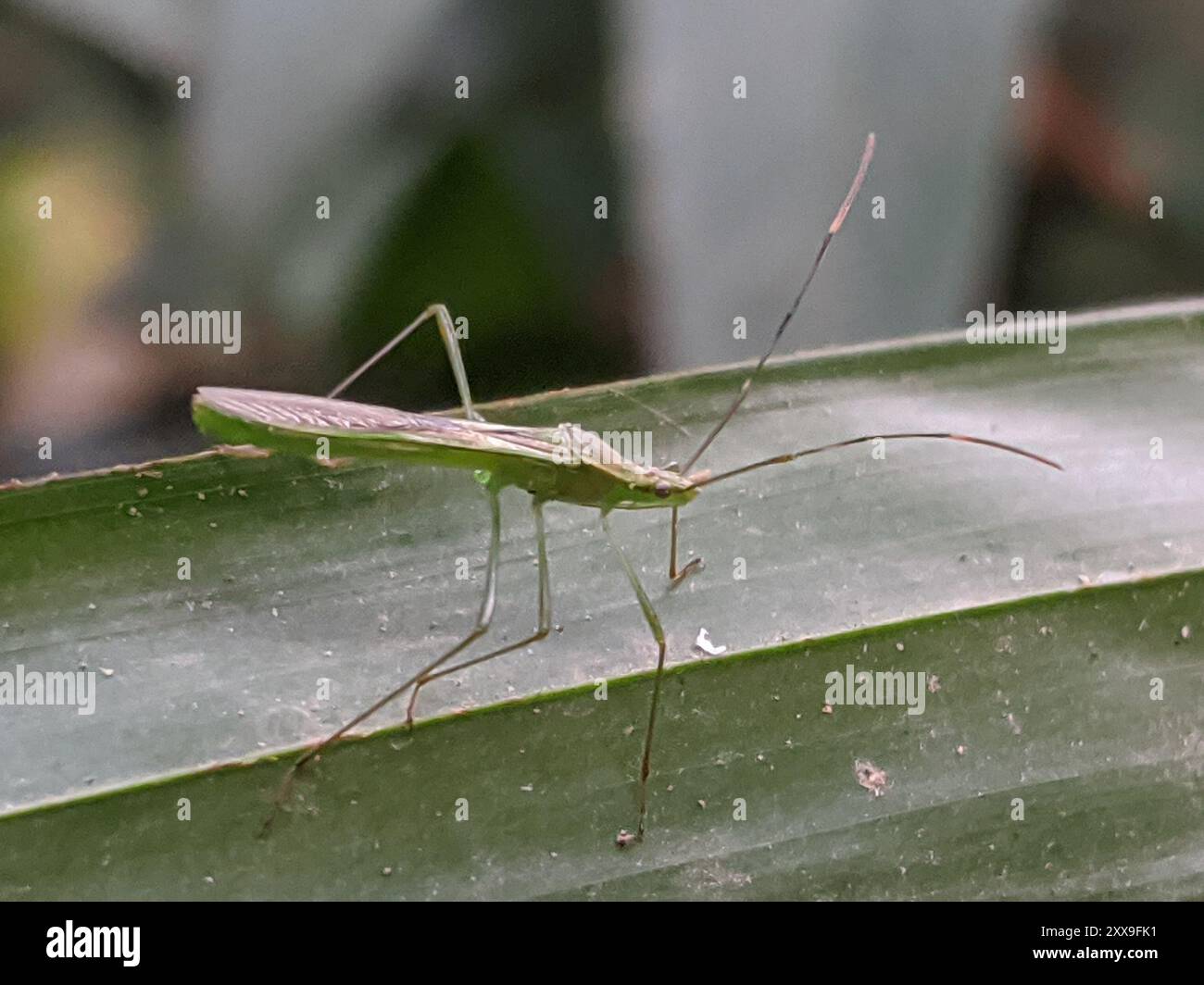 rice bugs (Stenocoris) Insecta Stock Photo - Alamy