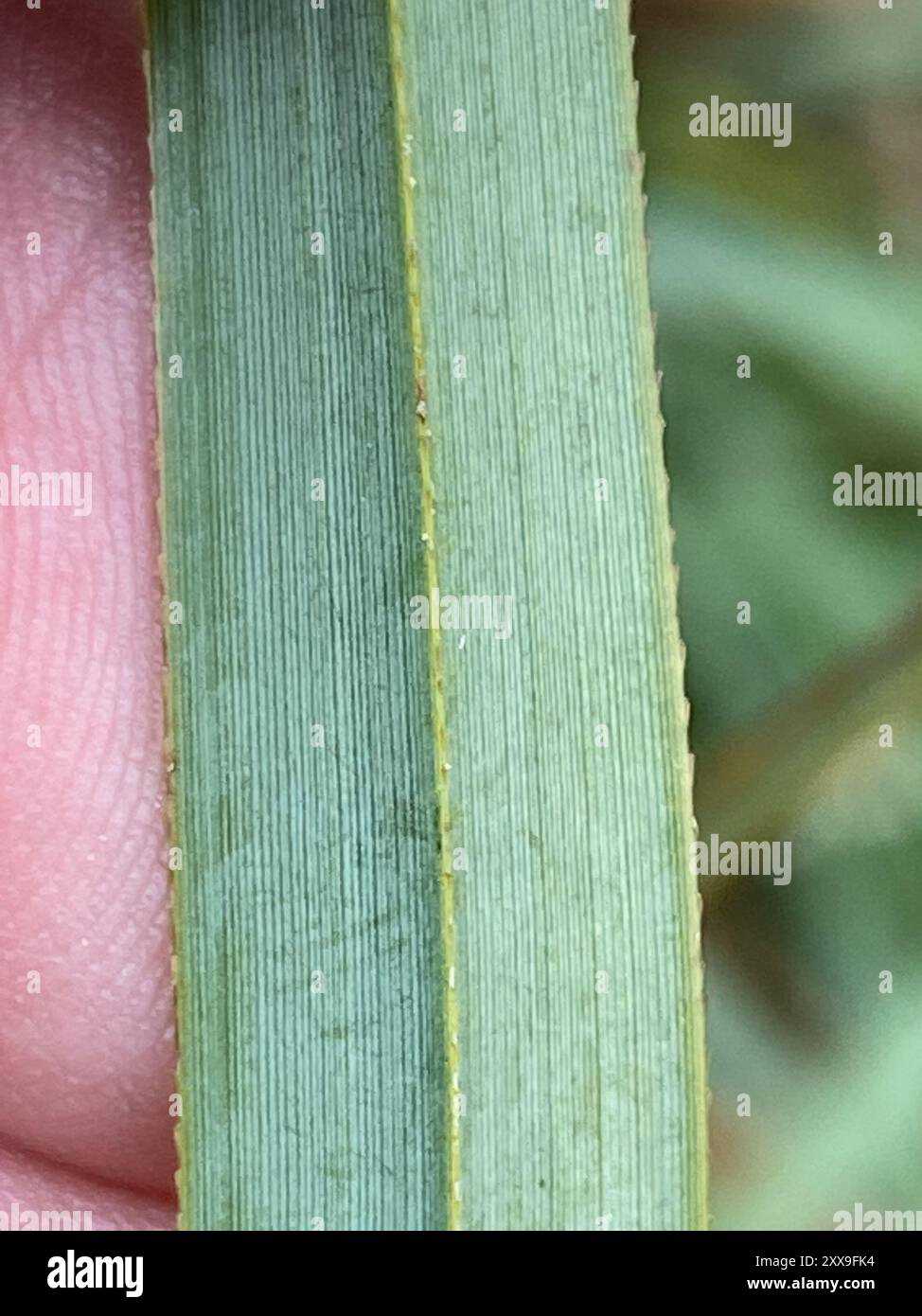 Jamaica swamp sawgrass (Cladium mariscus jamaicense) Plantae Stock ...