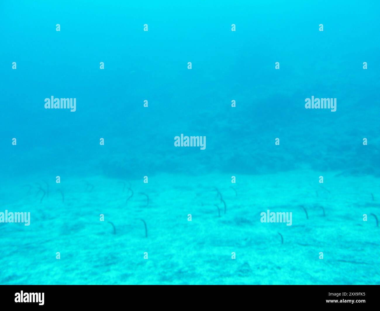 Brown Garden Eel (Heteroconger longissimus) Actinopterygii Stock Photo ...
