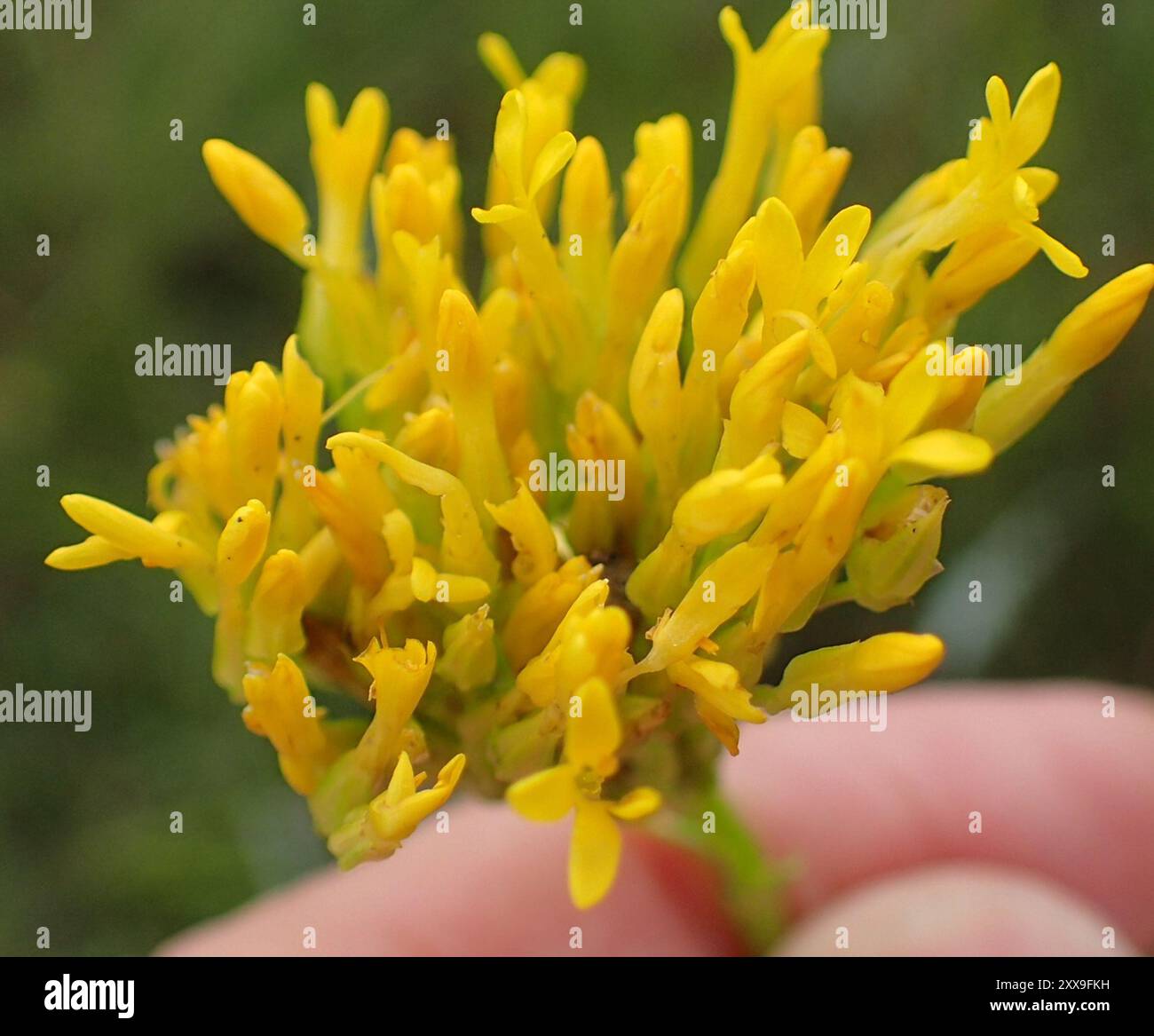 Natal Yellowwort (Sebaea natalensis) Plantae Stock Photo - Alamy