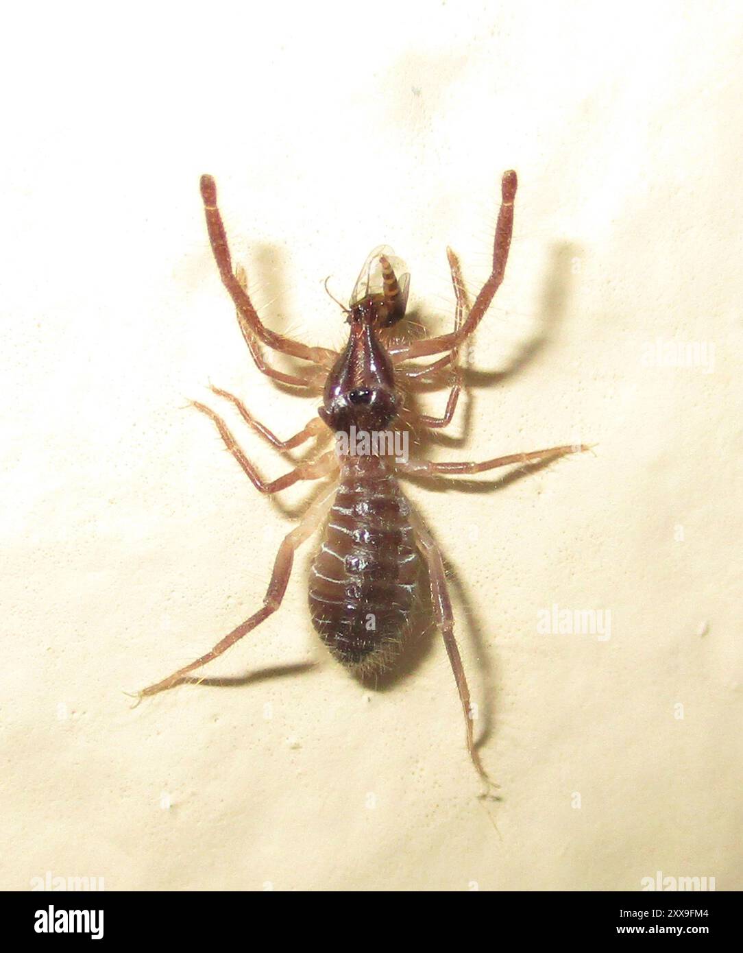 Common Romans (Solpugidae) Arachnida Stock Photo - Alamy