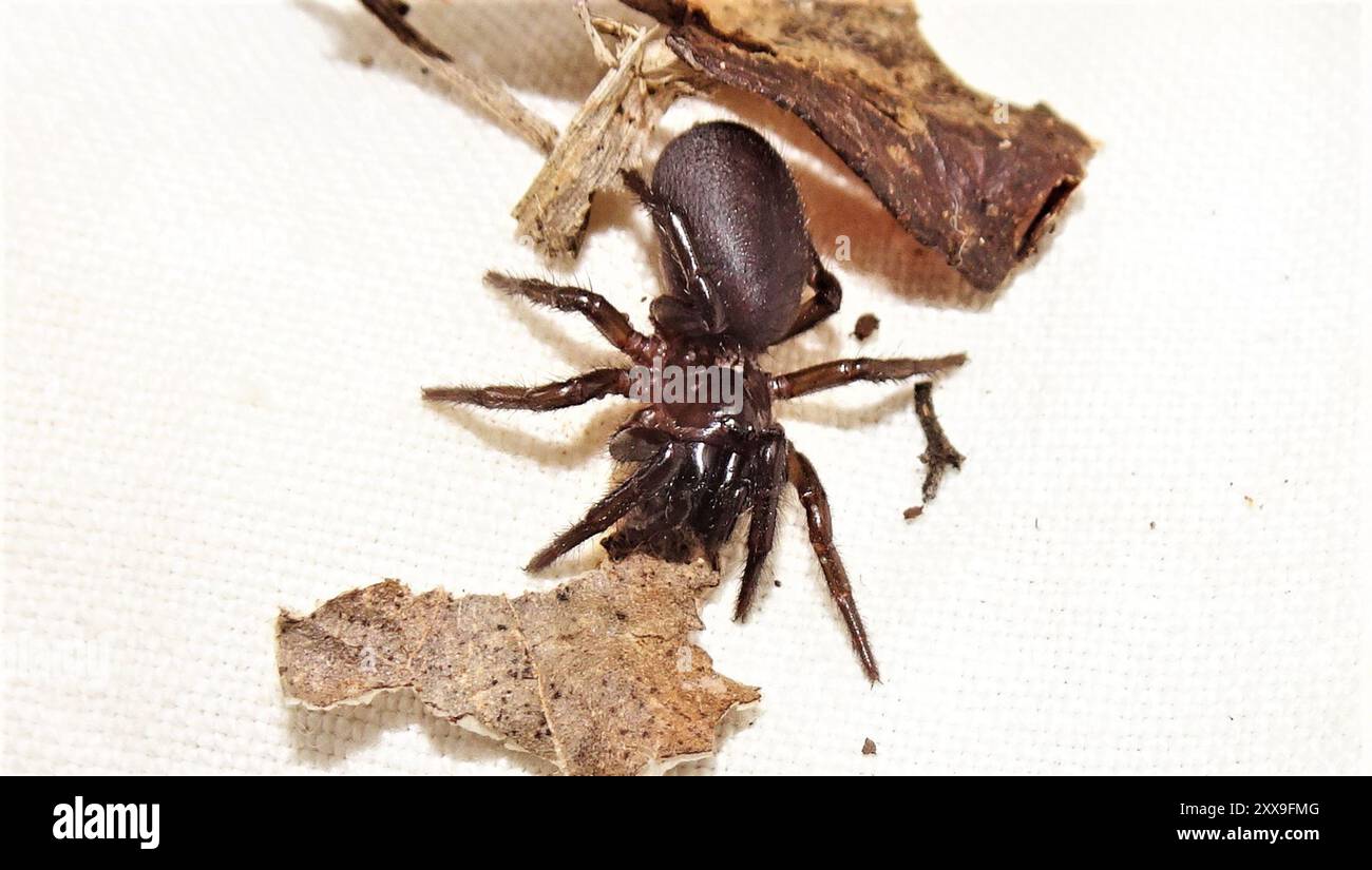 Hadronyche hi-res stock photography and images - Alamy