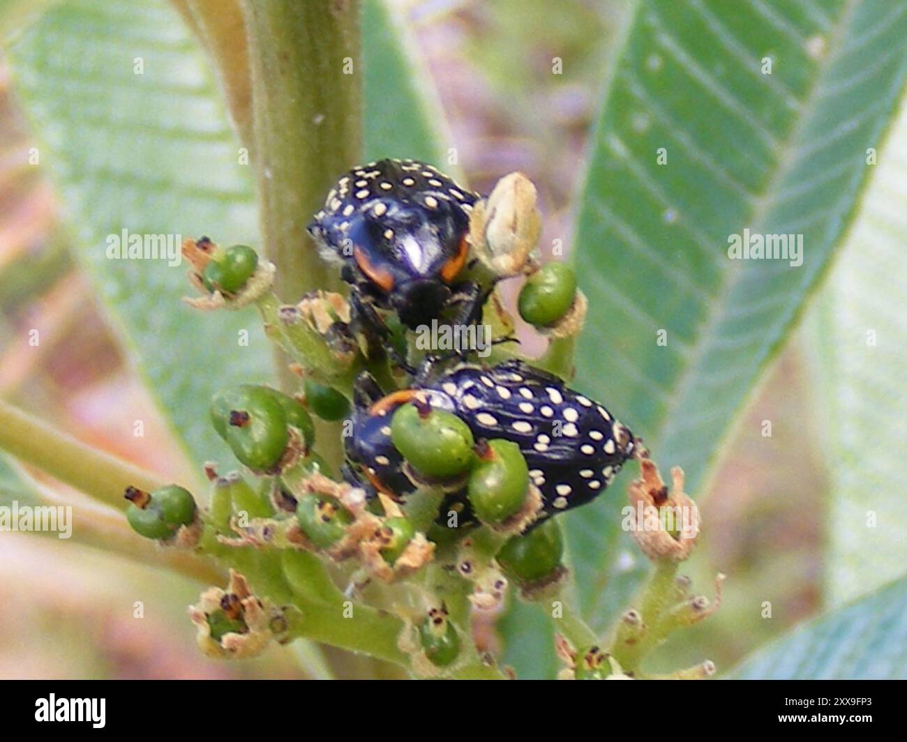 Common Dotted Fruit Chafer (Oxythyrea marginalis) Insecta Stock Photo ...