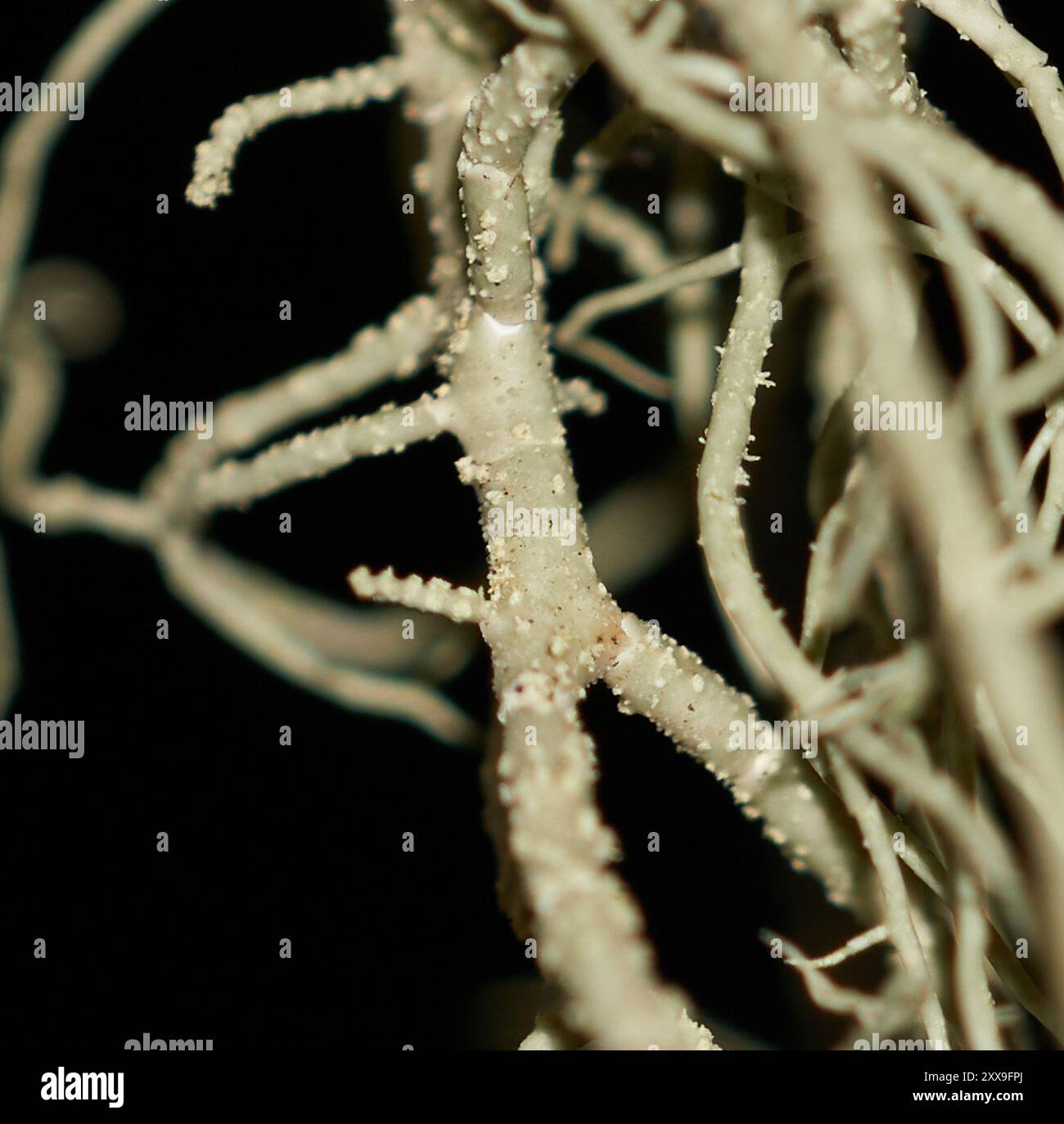 Fishbone Beard Lichen (Usnea dasopoga) Fungi Stock Photo - Alamy