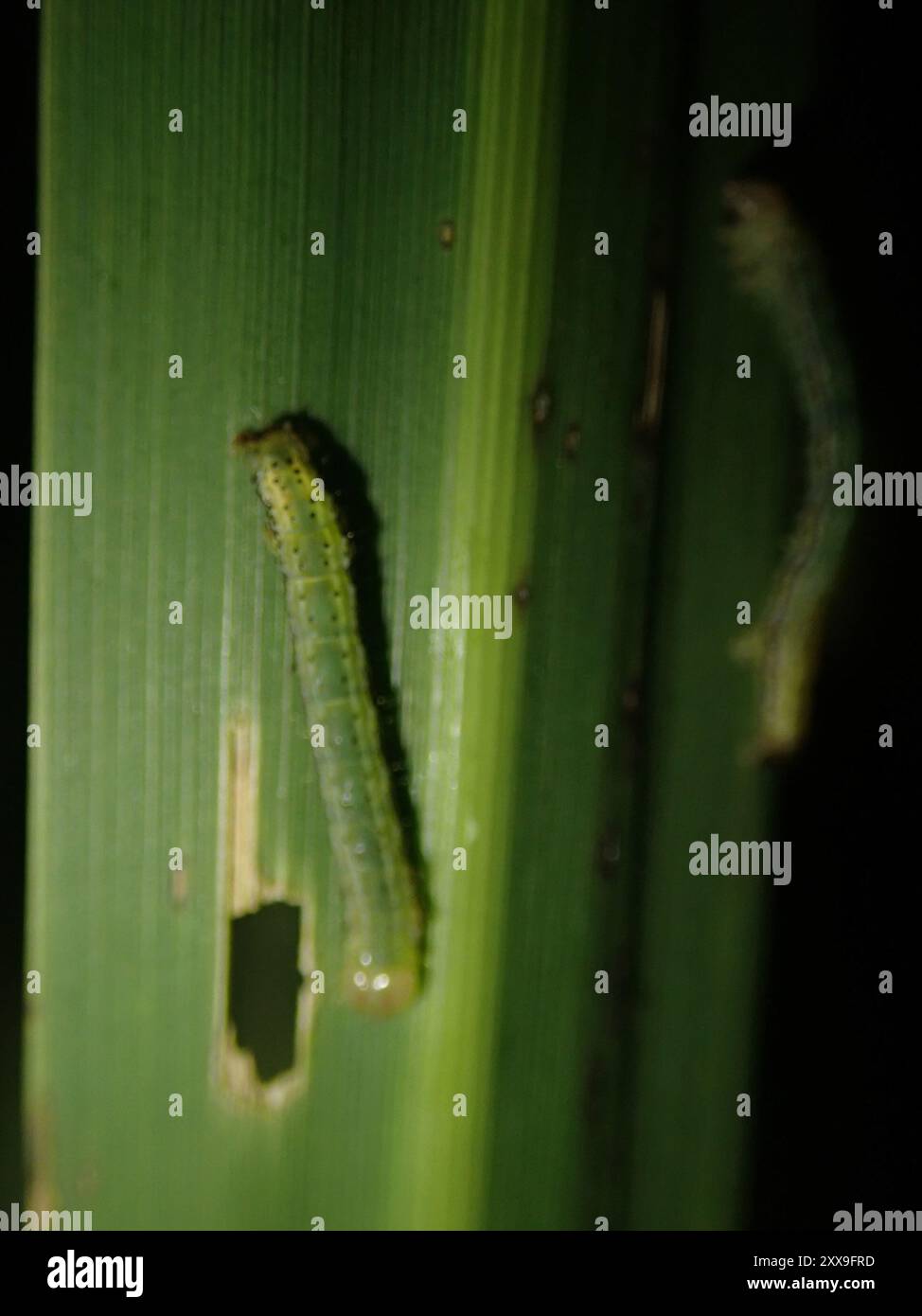 Cabbage tree moth (Epiphryne verriculata) Insecta Stock Photo - Alamy