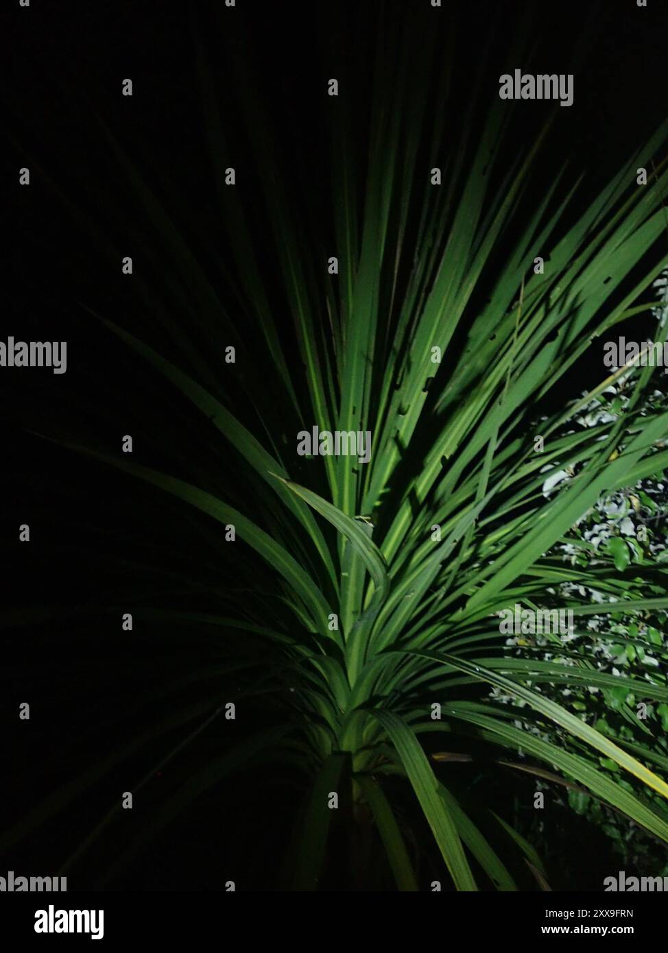 Cabbage tree moth (Epiphryne verriculata) Insecta Stock Photo - Alamy