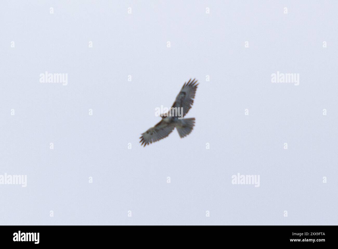 Western Red-tailed Hawk (Buteo jamaicensis calurus) Aves Stock Photo ...
