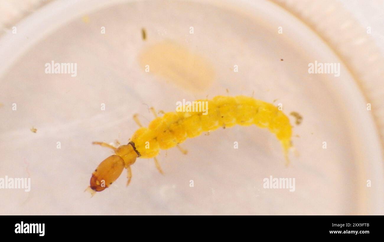 Little Black Caddisflies (Chimarra) Insecta Stock Photo - Alamy