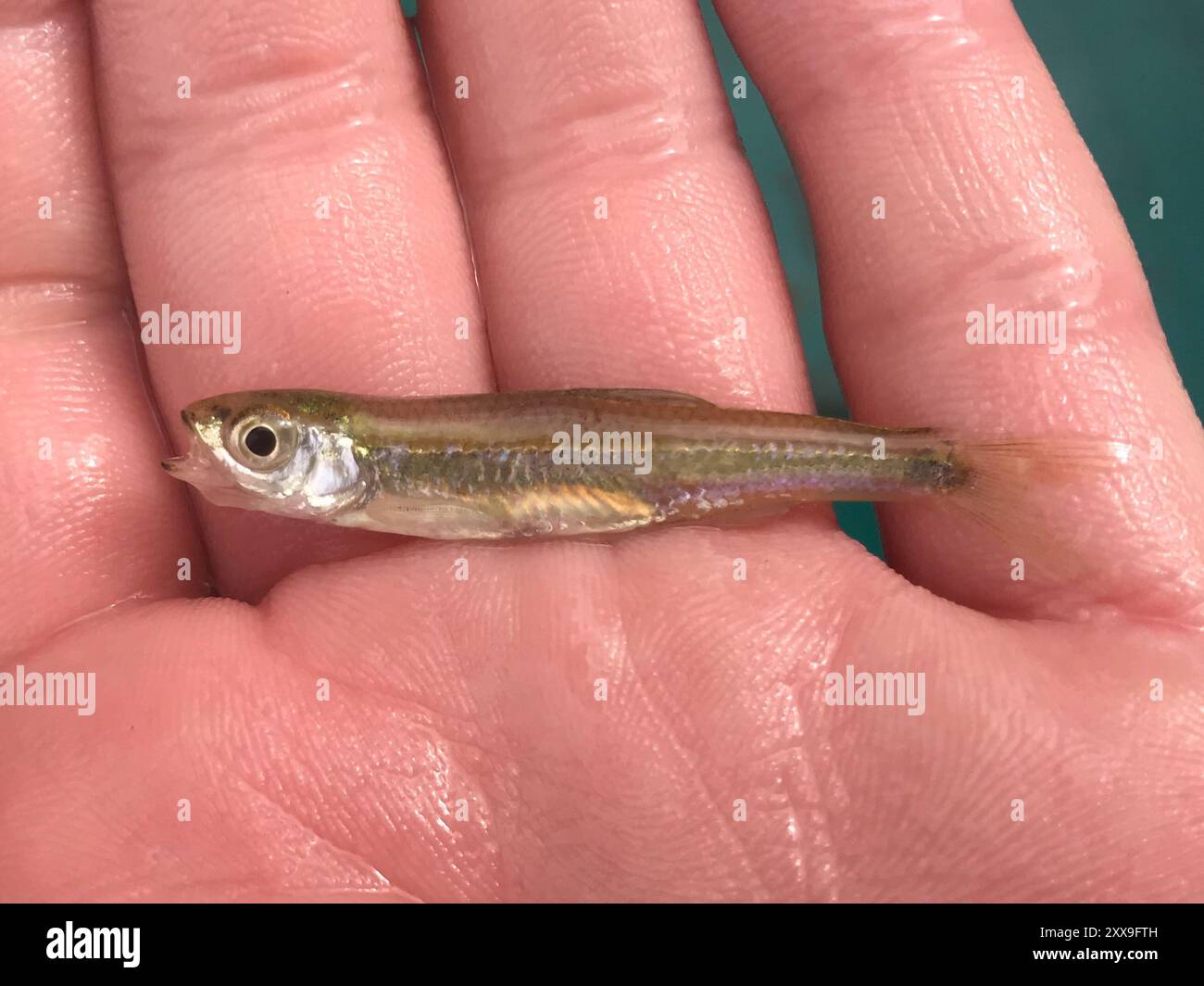 Texas Shiner (Notropis amabilis) Actinopterygii Stock Photo - Alamy