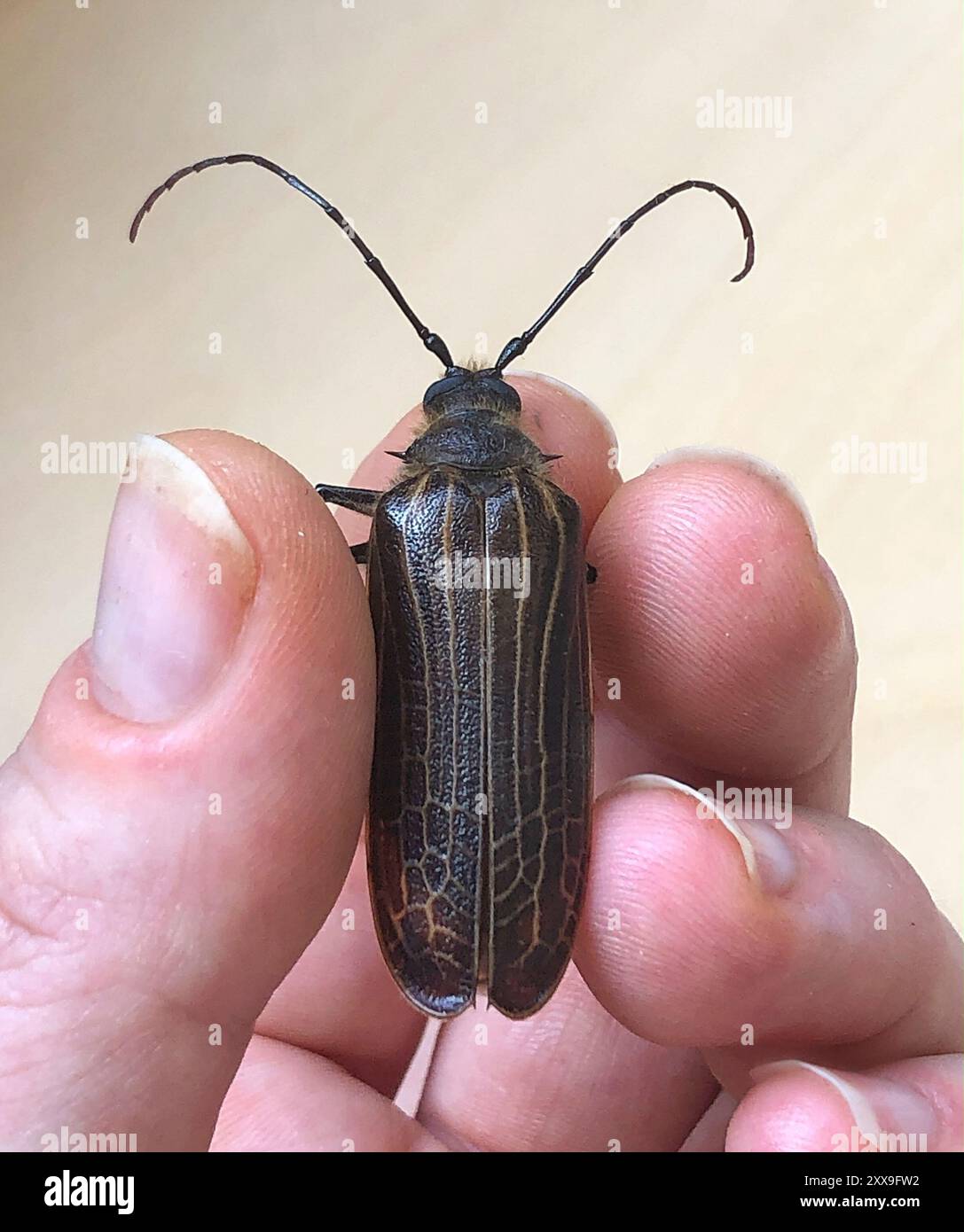 Huhu (Prionoplus reticularis) Insecta Stock Photo - Alamy