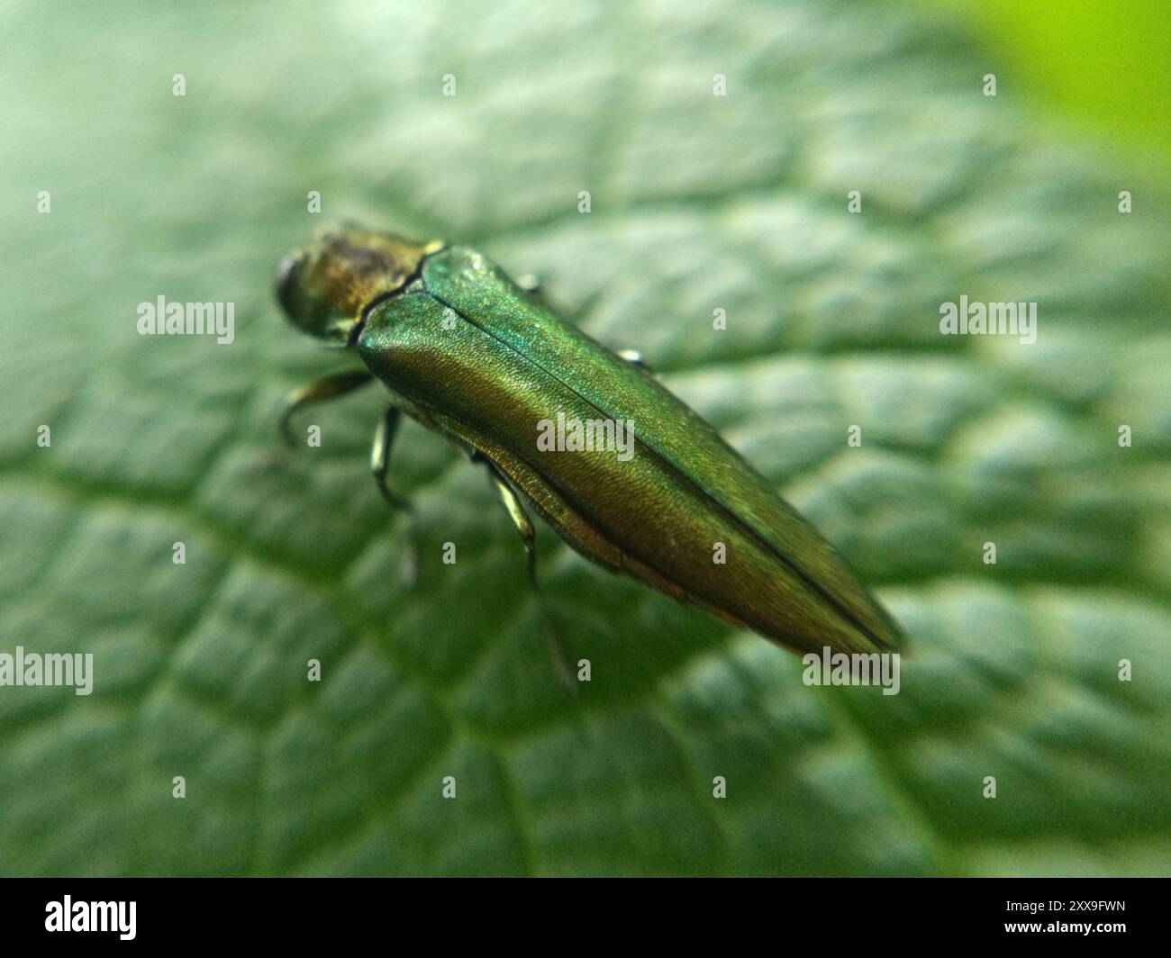 Emerald Ash Borer (Agrilus planipennis) Insecta Stock Photo - Alamy