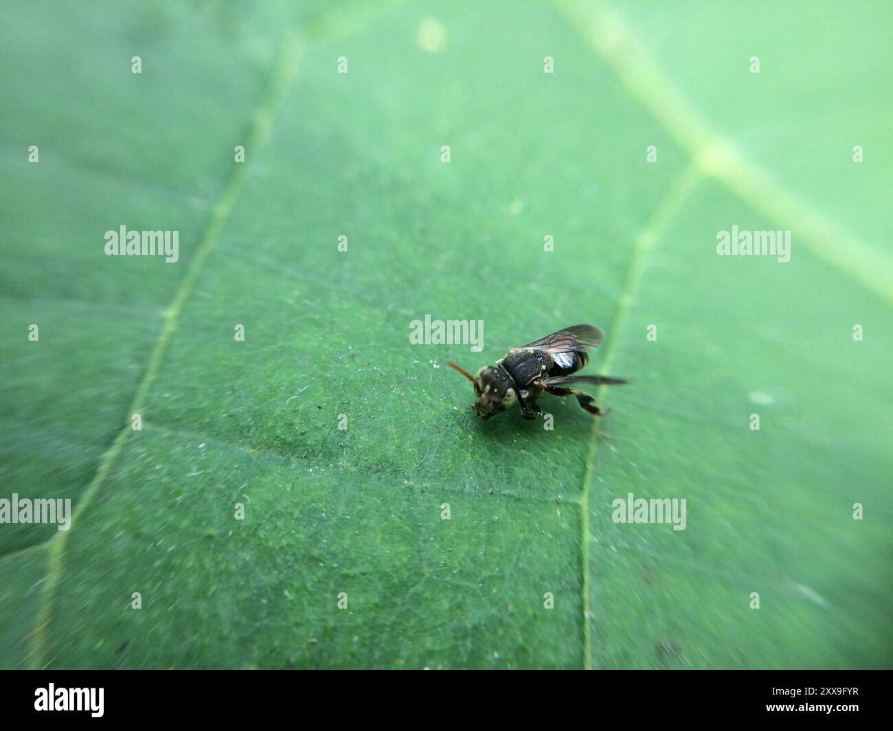 Mexican Pitted-Stingless bee (Nannotrigona perilampoides) Insecta Stock ...