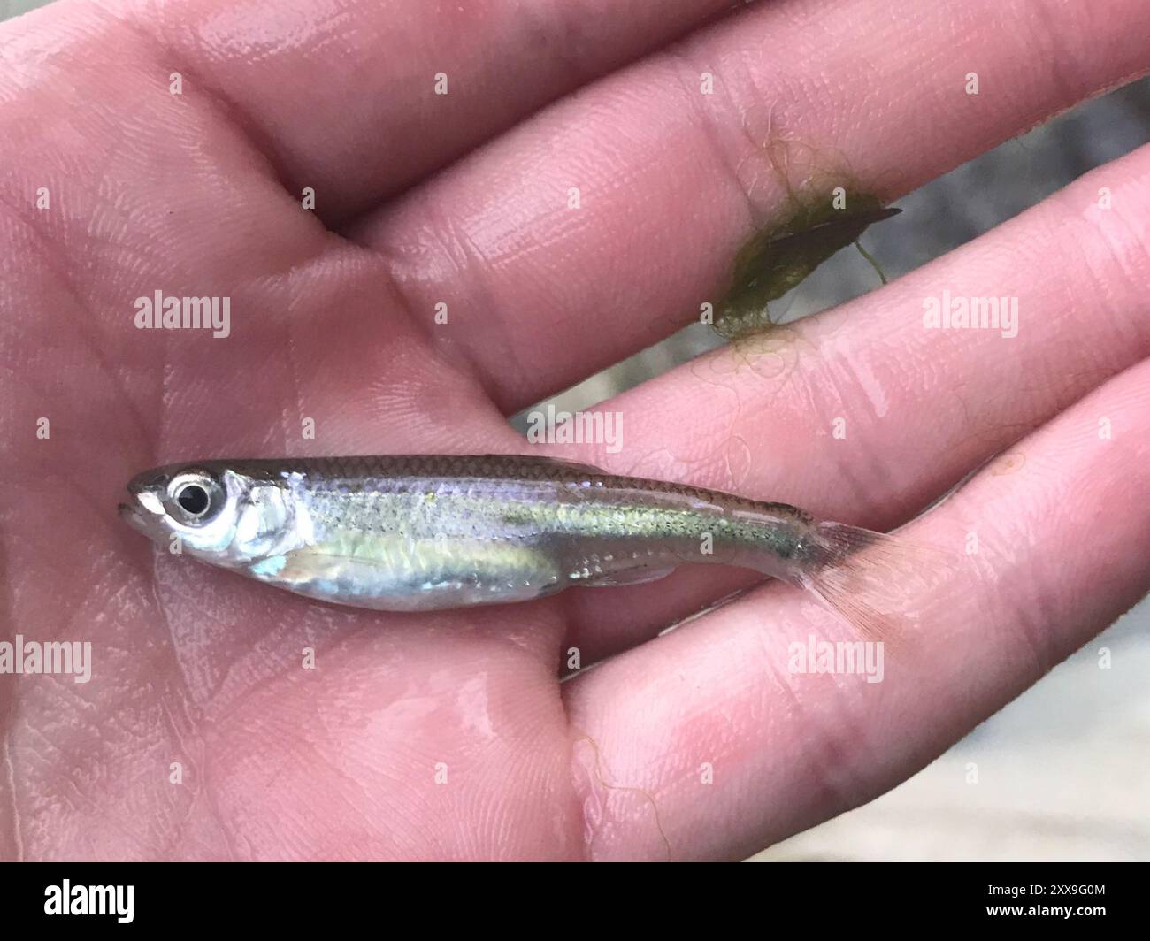 Texas Shiner (Notropis amabilis) Actinopterygii Stock Photo - Alamy