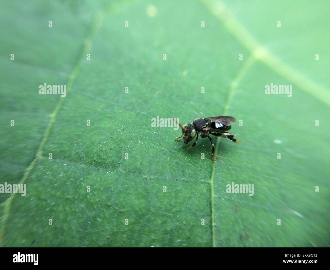 Mexican Pitted-Stingless bee (Nannotrigona perilampoides) Insecta Stock ...