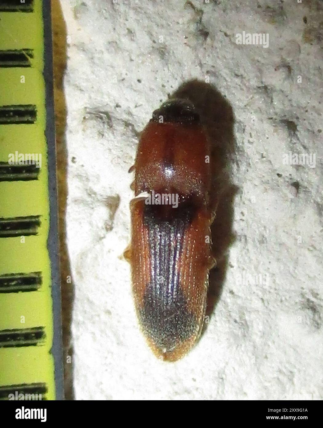 Click Beetles (Elateridae) Insecta Stock Photo - Alamy