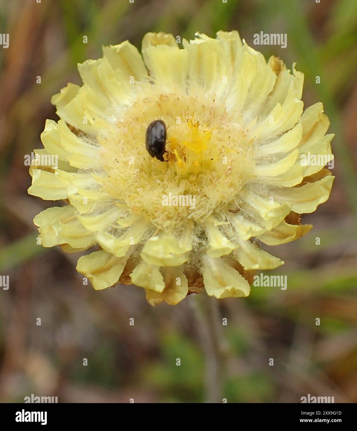button everlasting (Coronidium scorpioides) Plantae Stock Photo - Alamy