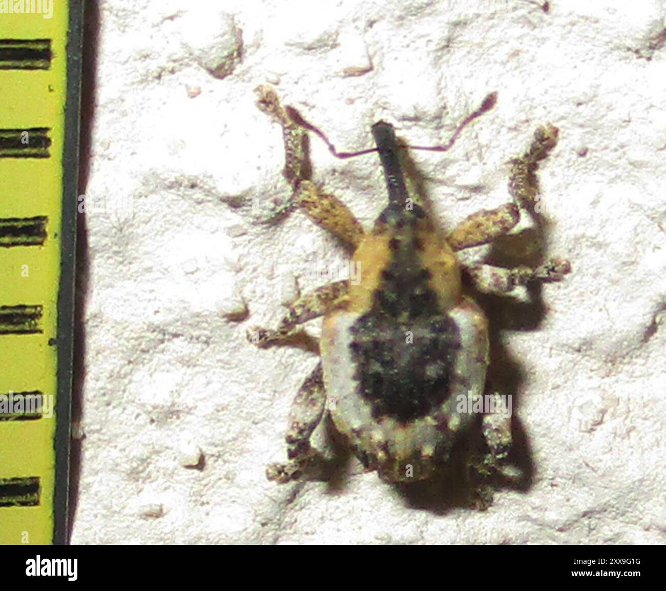 True Weevils (Curculionidae) Insecta Stock Photo - Alamy