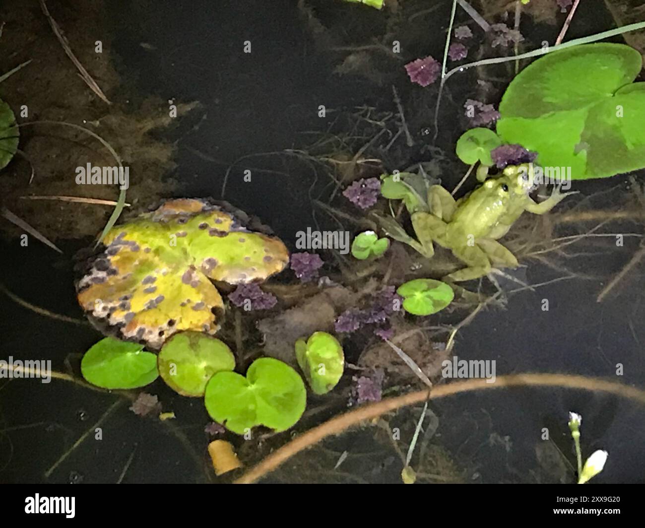 Lesser Swimming Frog (Pseudis minuta) Amphibia Stock Photo - Alamy