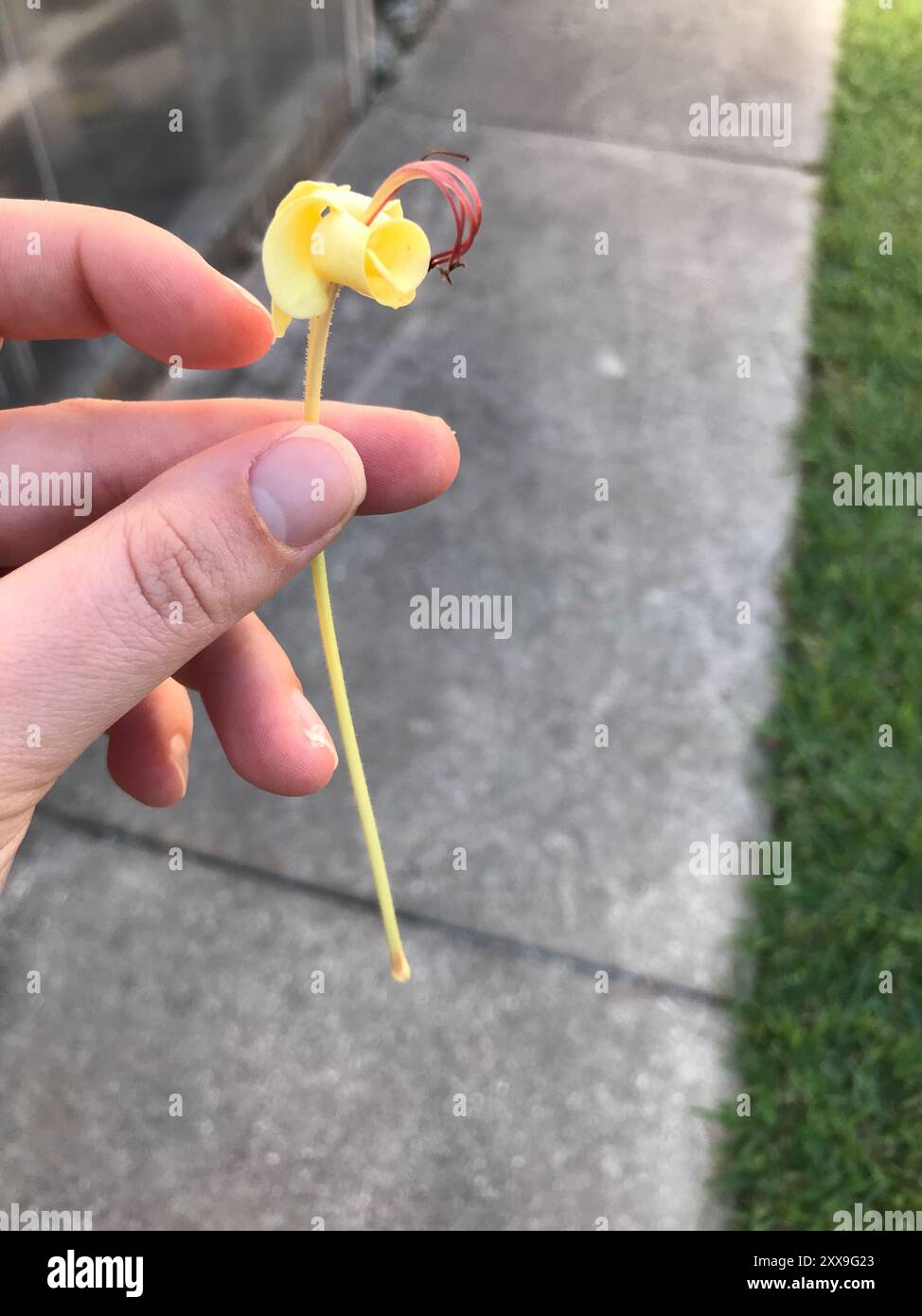 Turk's Turban (Clerodendrum indicum) Plantae Stock Photo - Alamy