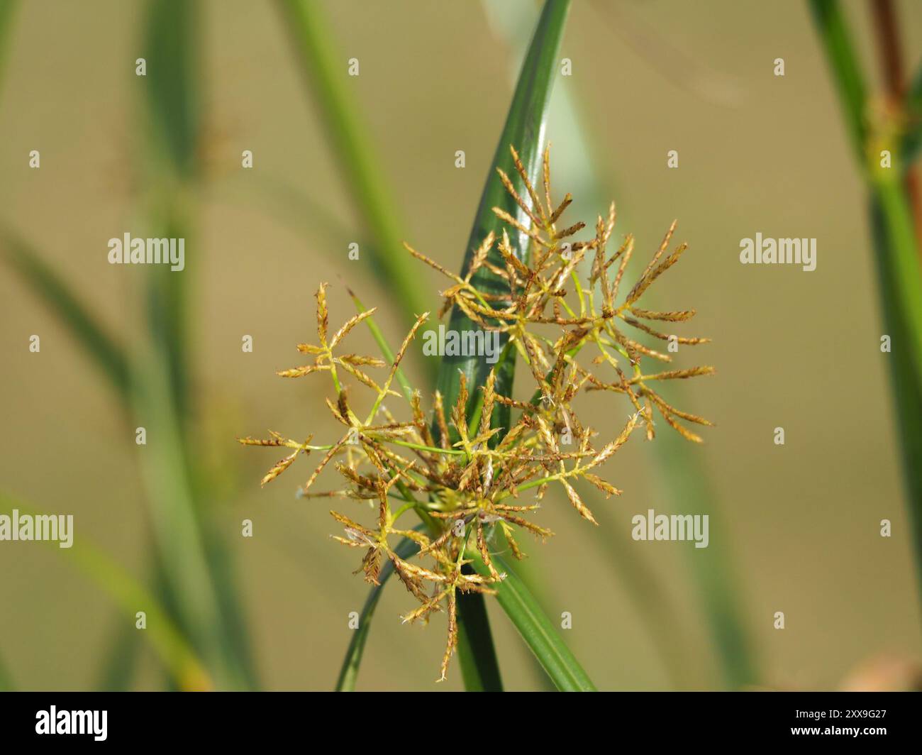 Short-leaved Malacea Galingale (Cyperus malaccensis monophyllus ...