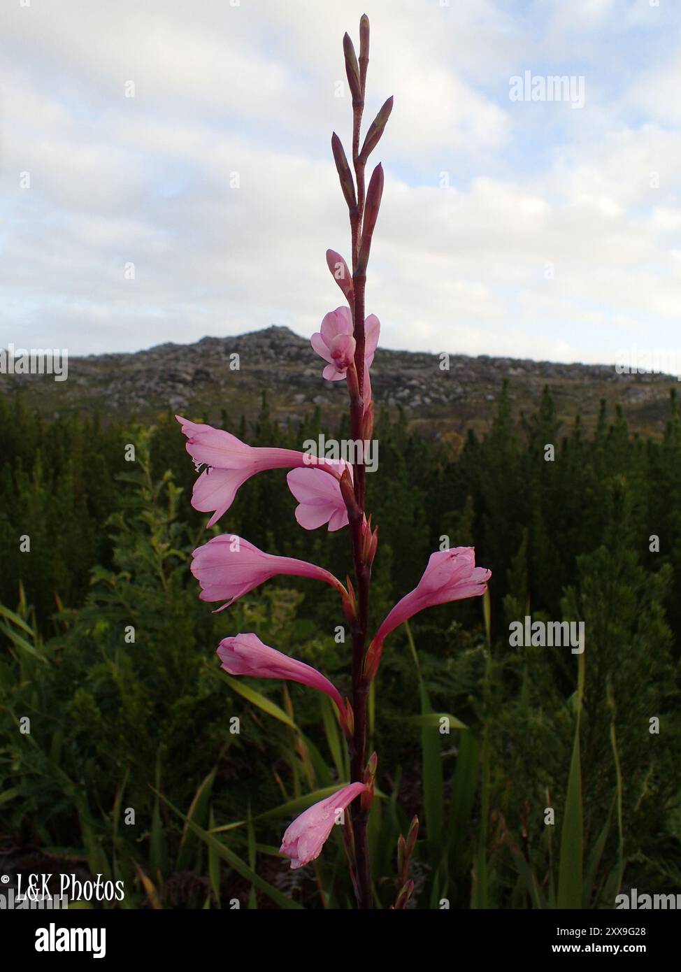 Bugle-lily (Watsonia borbonica) Plantae Stock Photo - Alamy